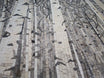 Birch Trees Mosaic Wall Art | Mozaico